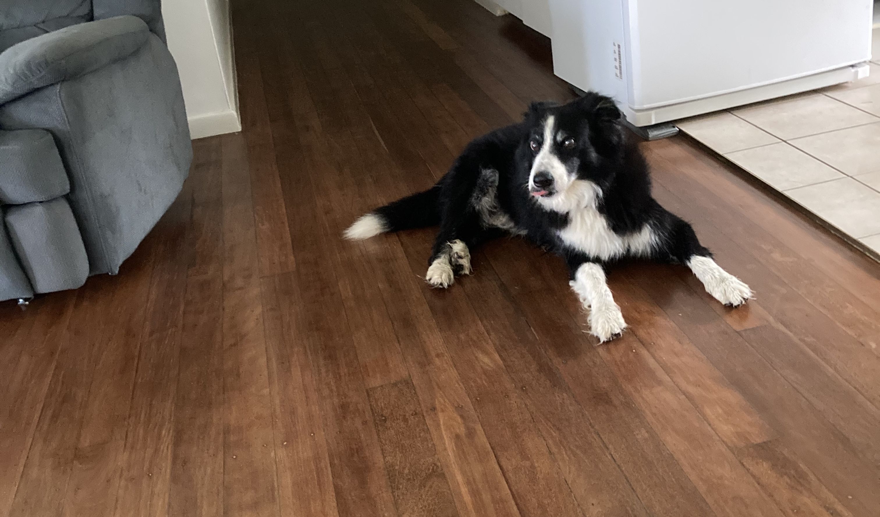 Beloved Pets part 2 | bunch