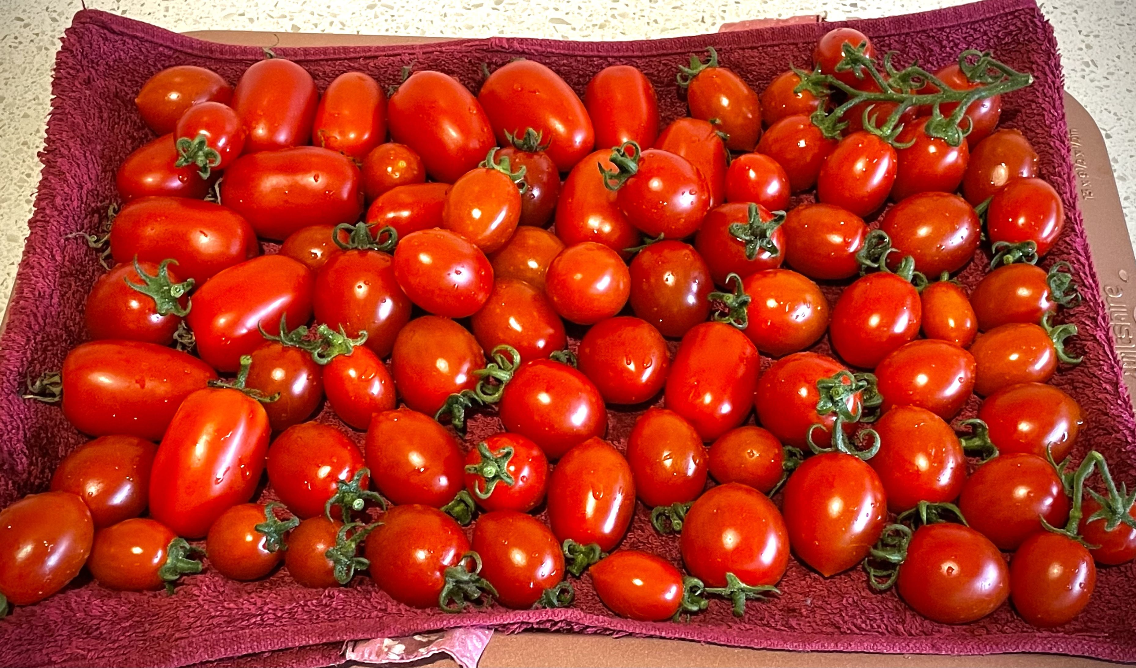 The humble tomato 🍅 | bunch