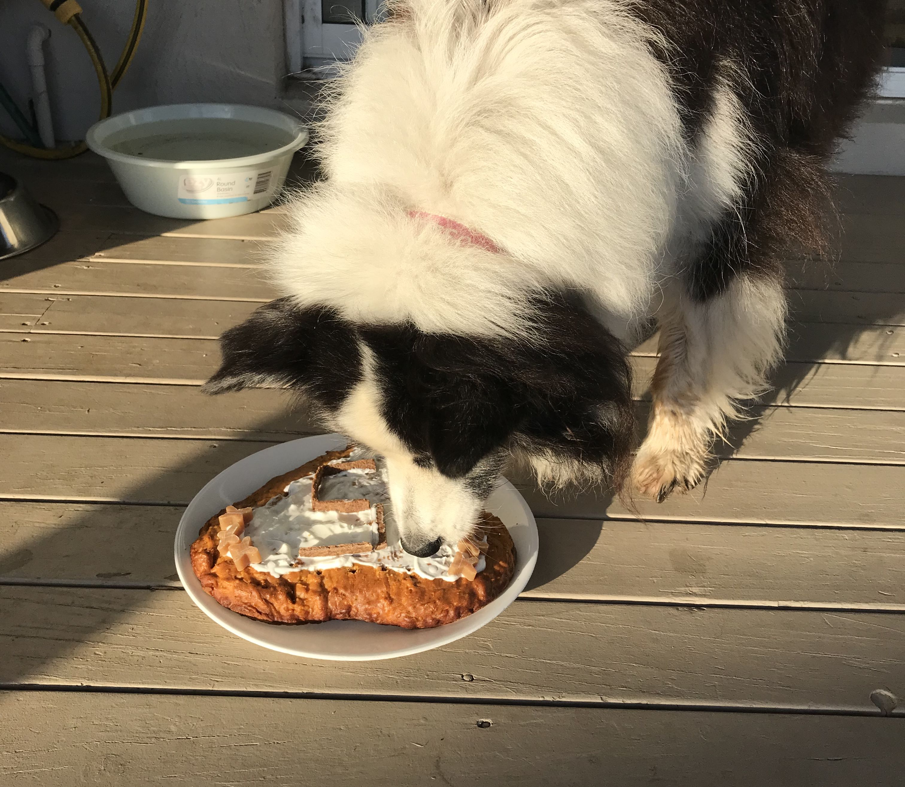 Pet Friendly Birthday Cake | bunch