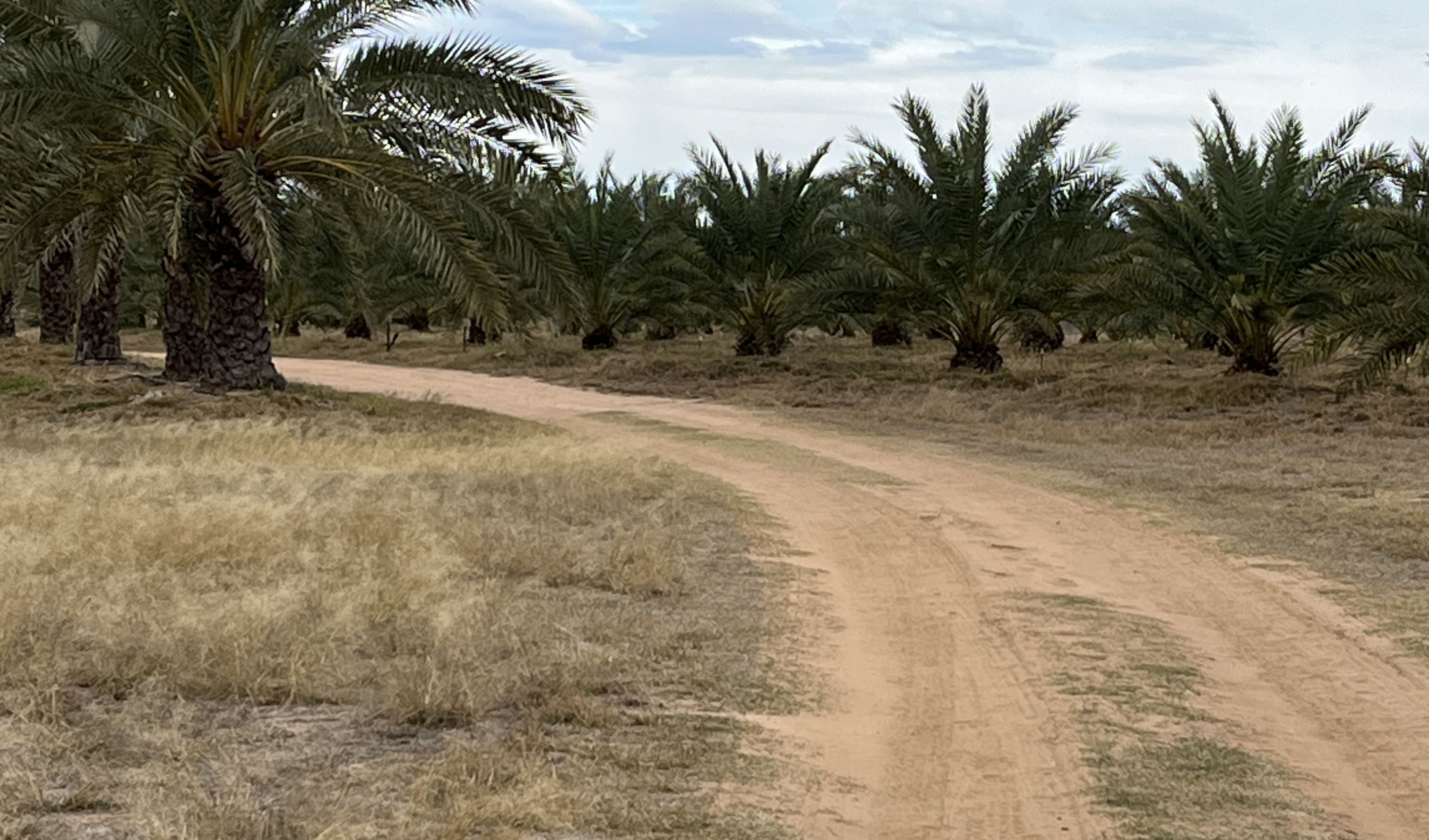 A visit to an Outback Date Farm | bunch