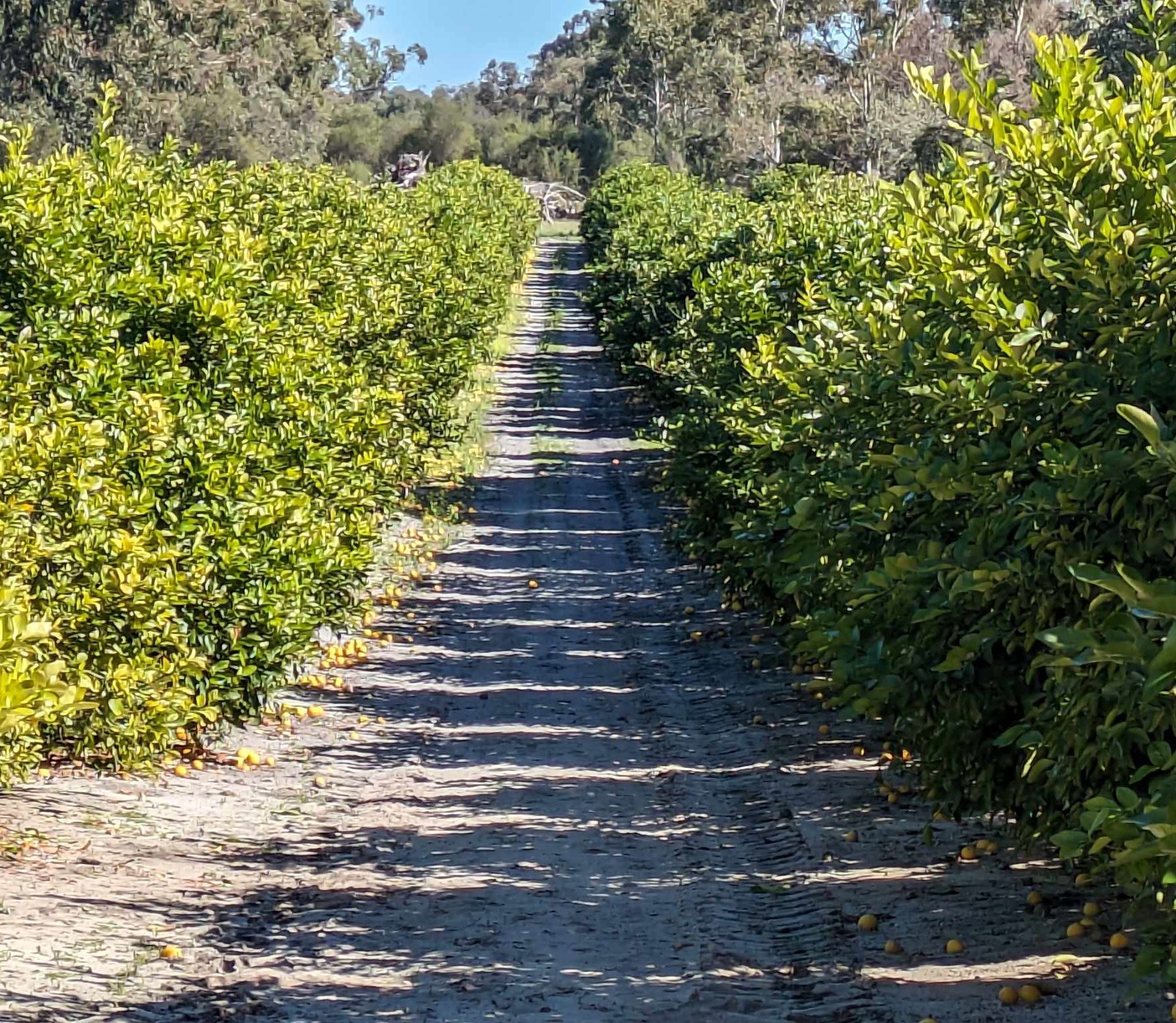 Enjoyable Foraging for Fruit | bunch