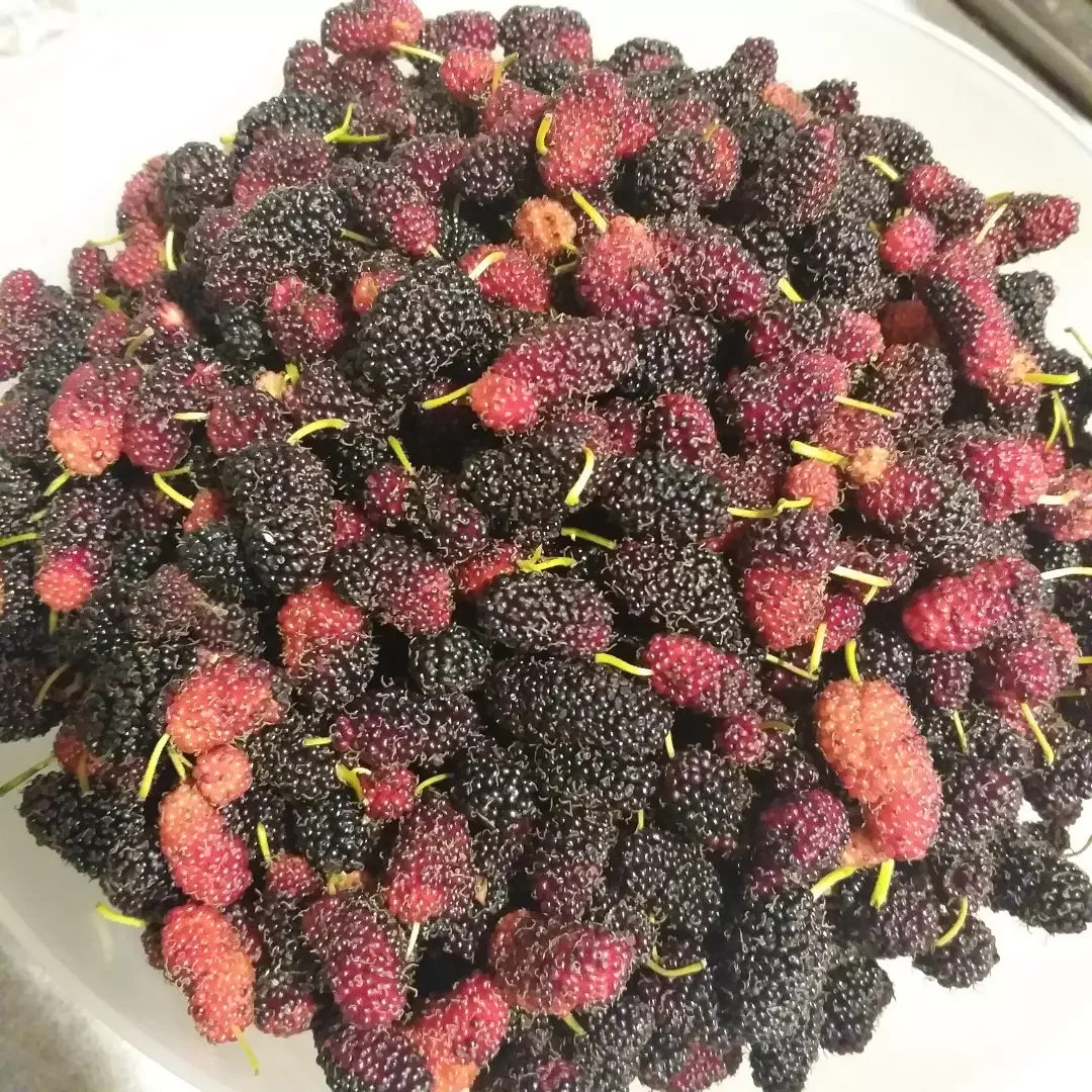 Mulberry Season | bunch