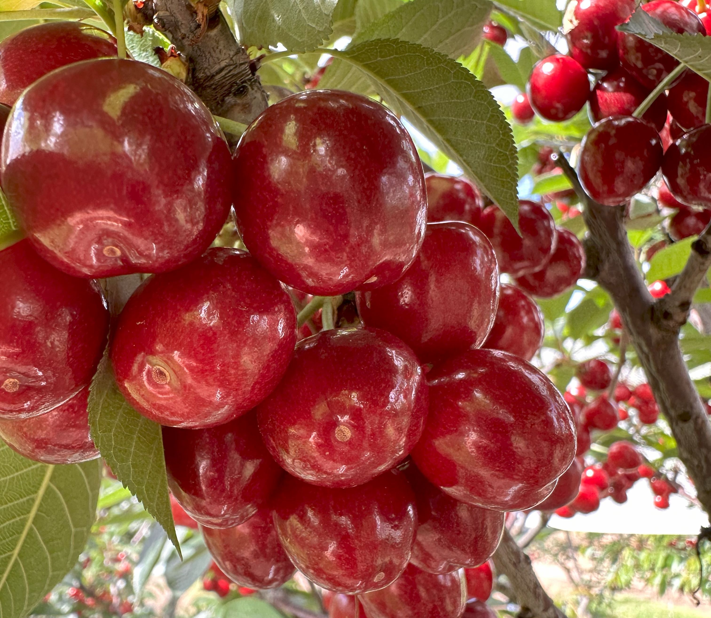 Fruit pickings in Perth | bunch