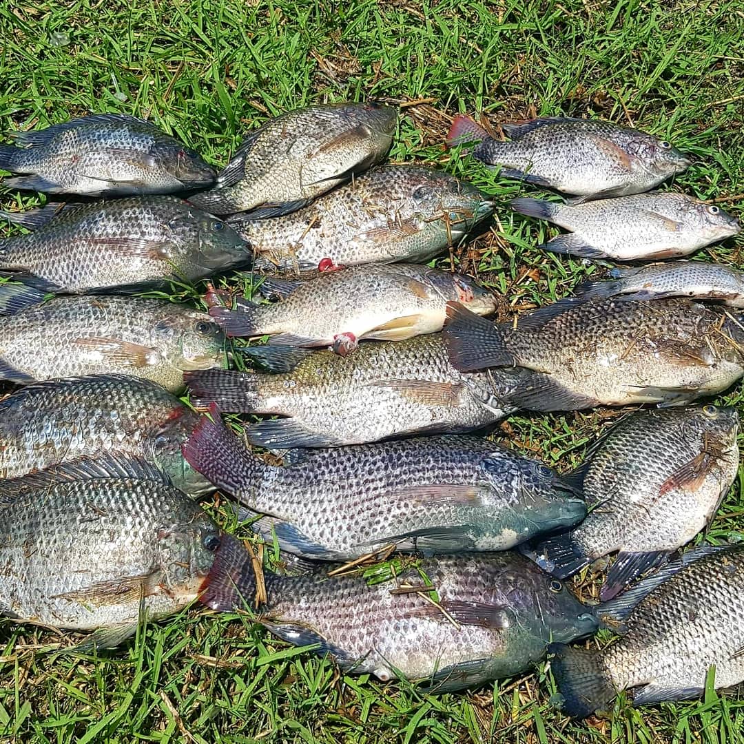 Tilapia - a pest fish | bunch