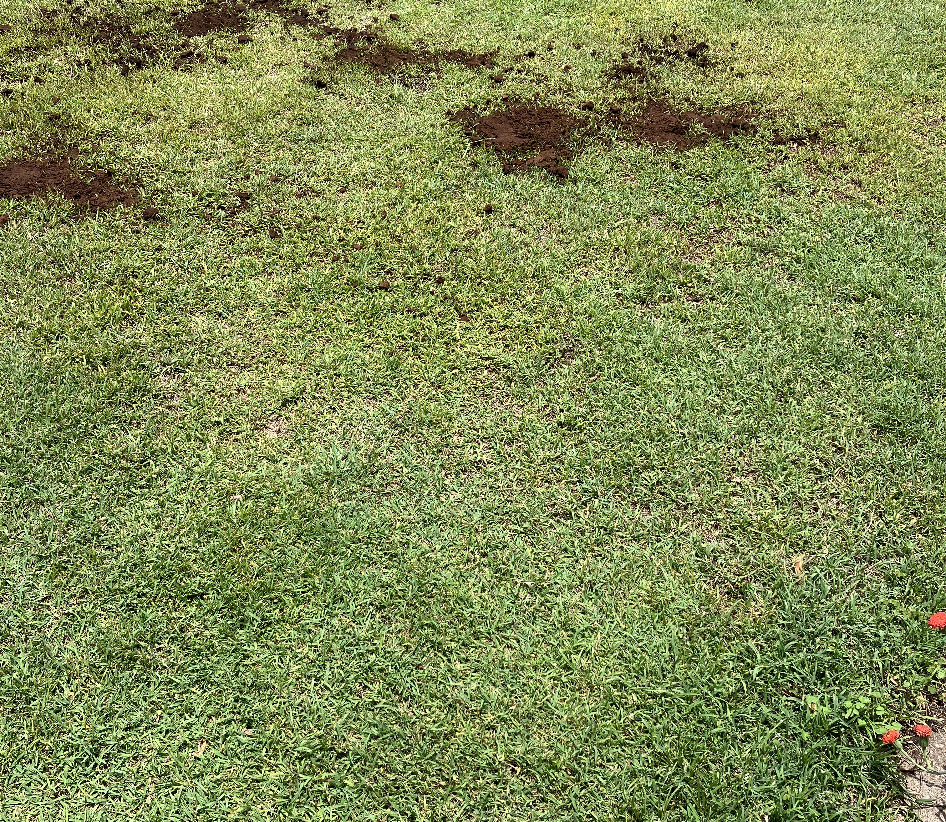 Using spent coffee groundson your lawn and Garden | bunch