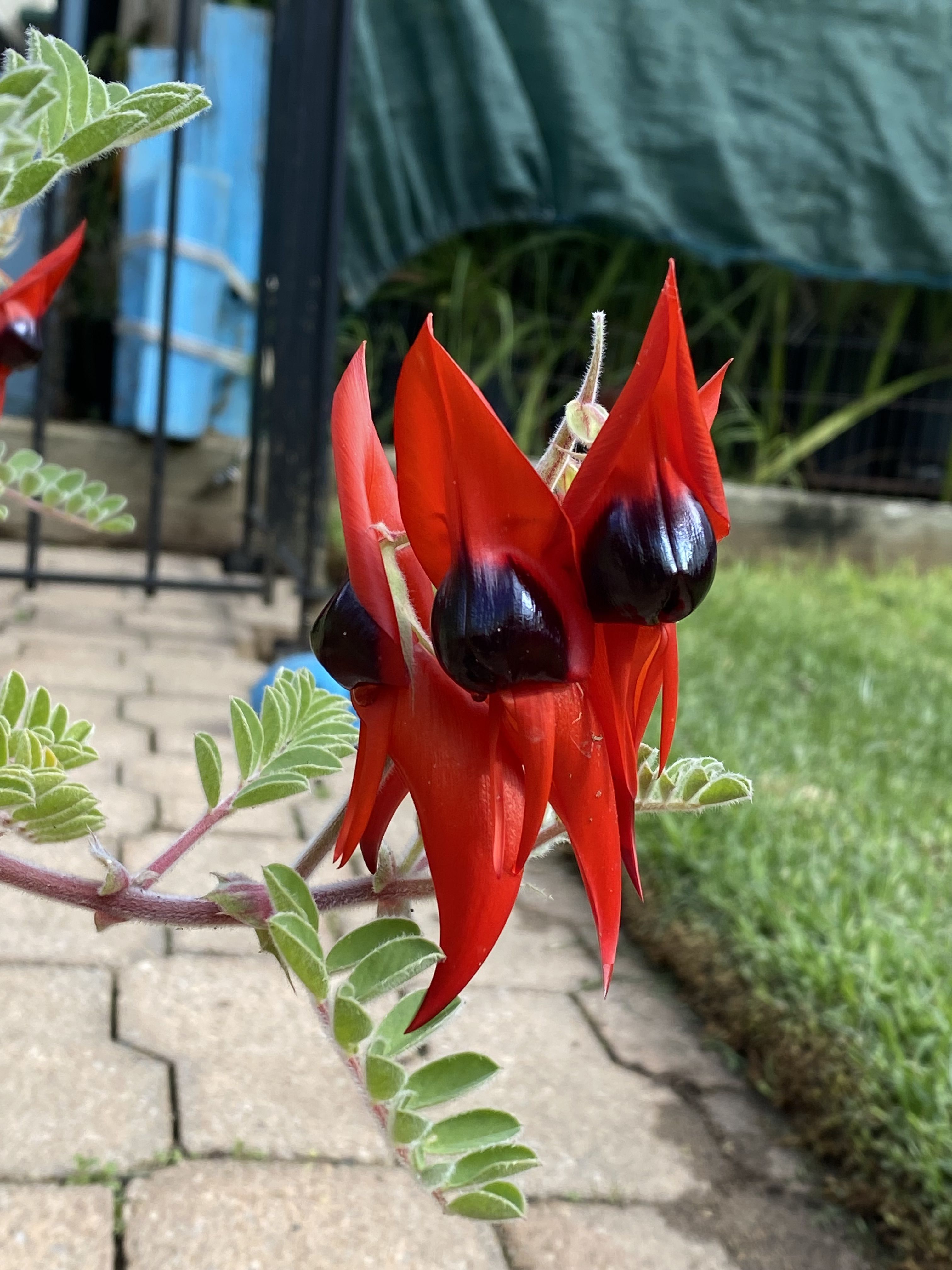 Update on my Sturt Desert Pea | bunch