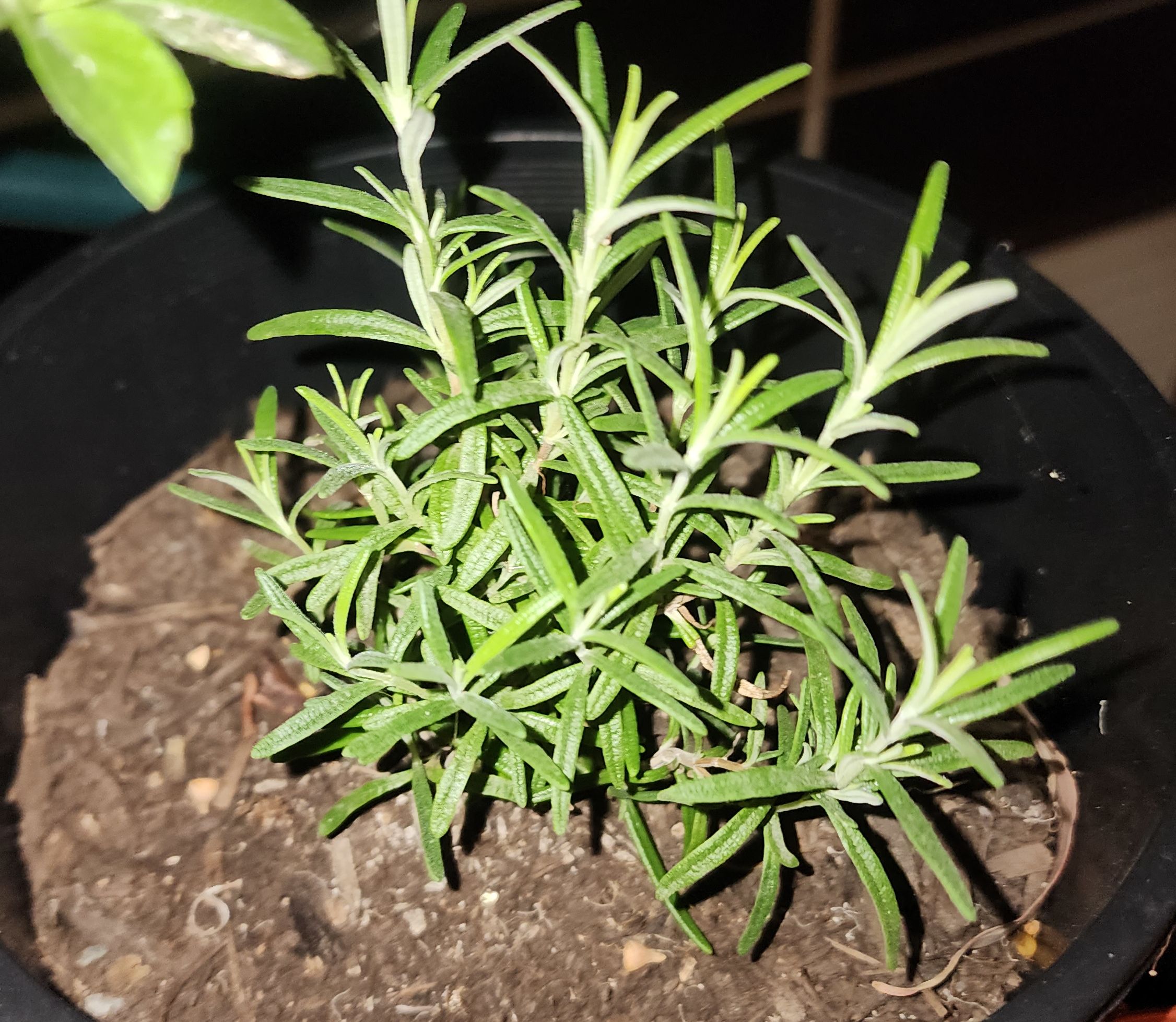 Herb! To Grow? Or To Buy? That is the Question. | bunch
