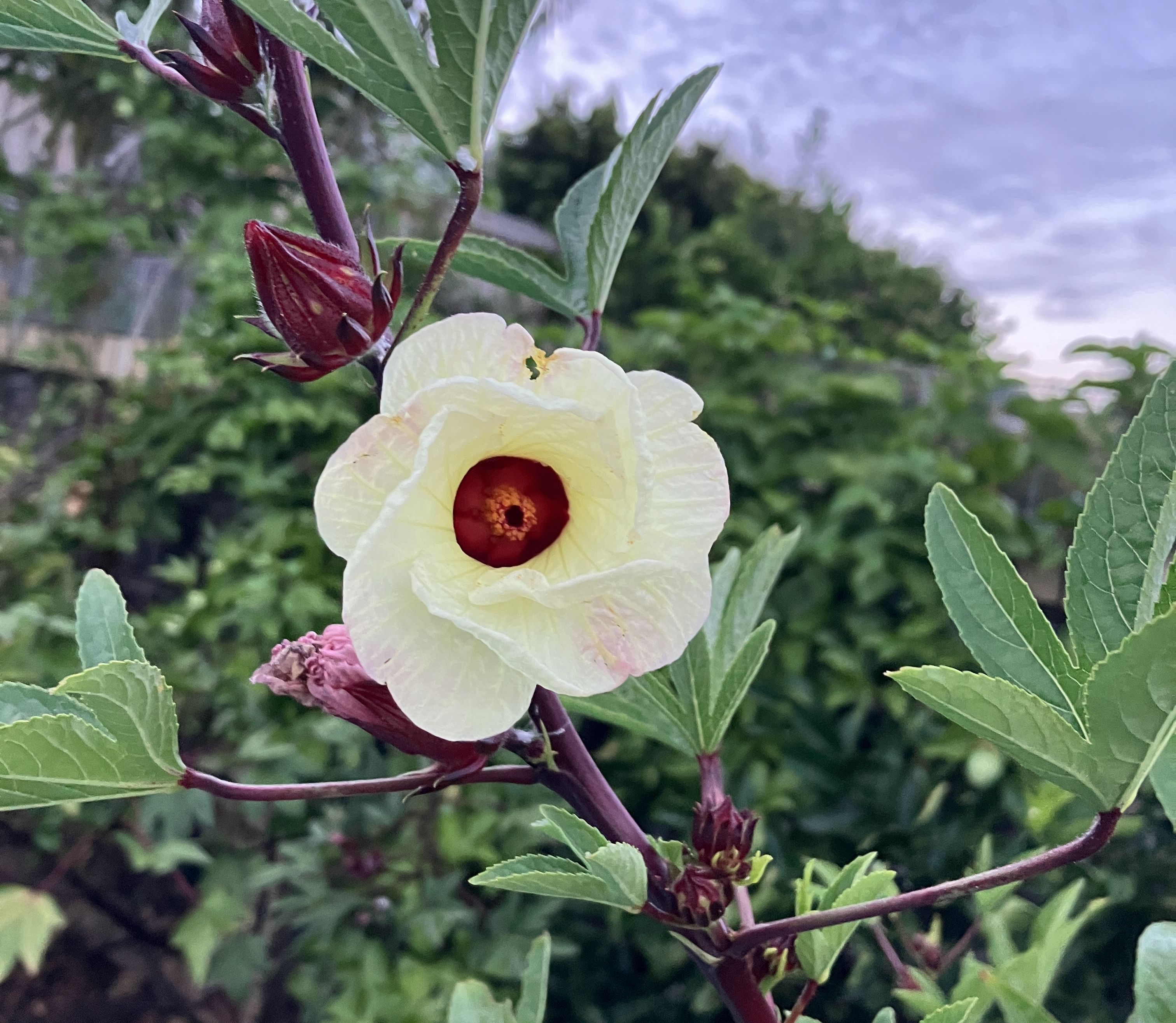 Planta Rosella