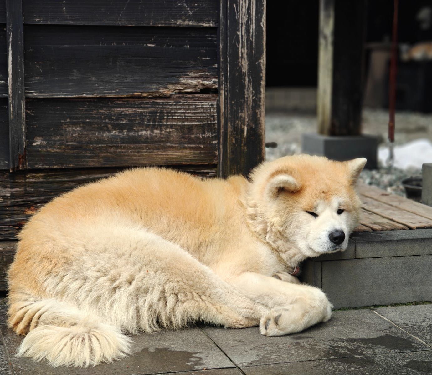 Japan Travel - Akita Edition | bunch