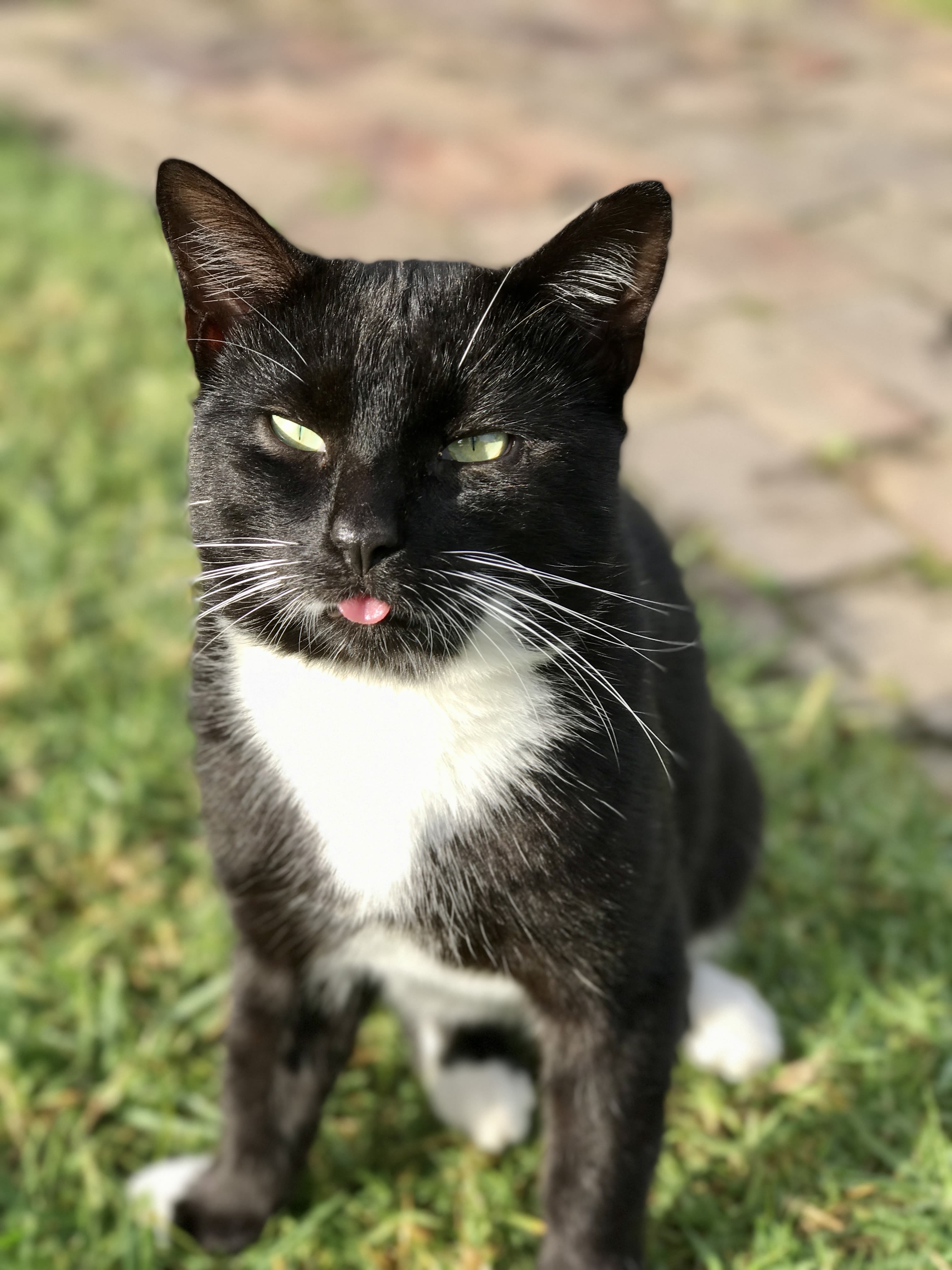 The Struggle with Cheap Pet Food | bunch