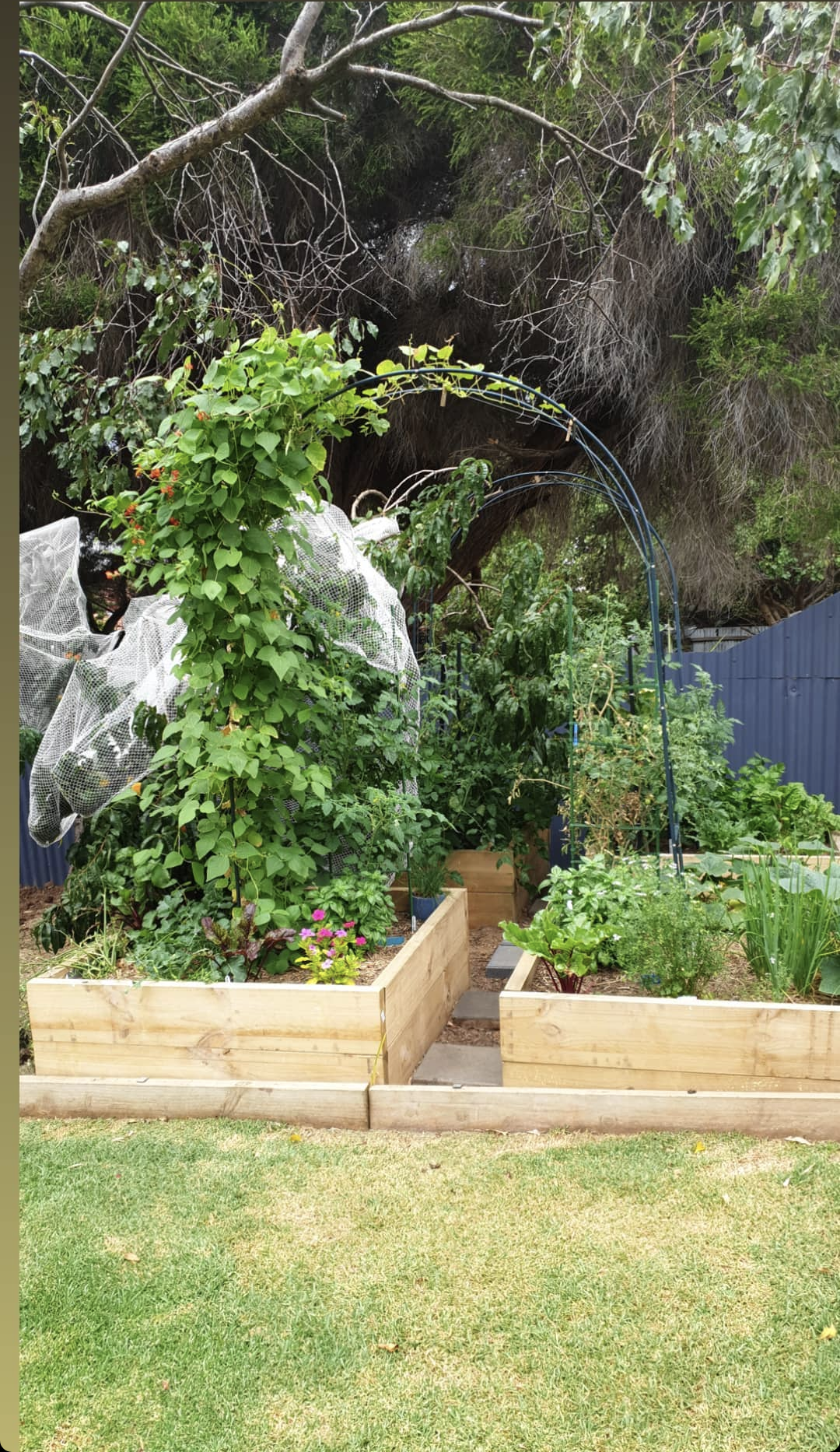 Winter Veggie Garden | bunch