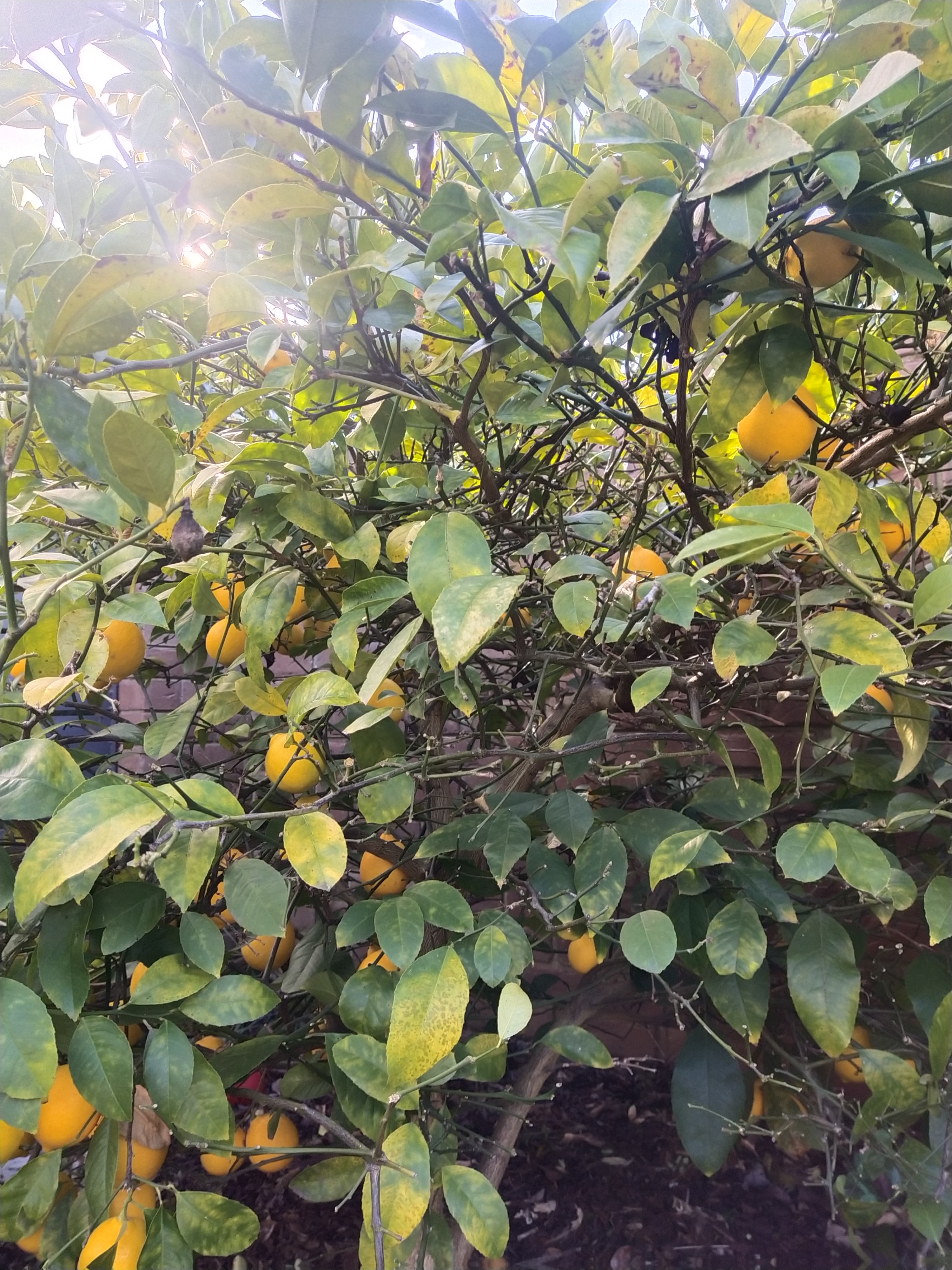 My beautiful lemon plant | bunch