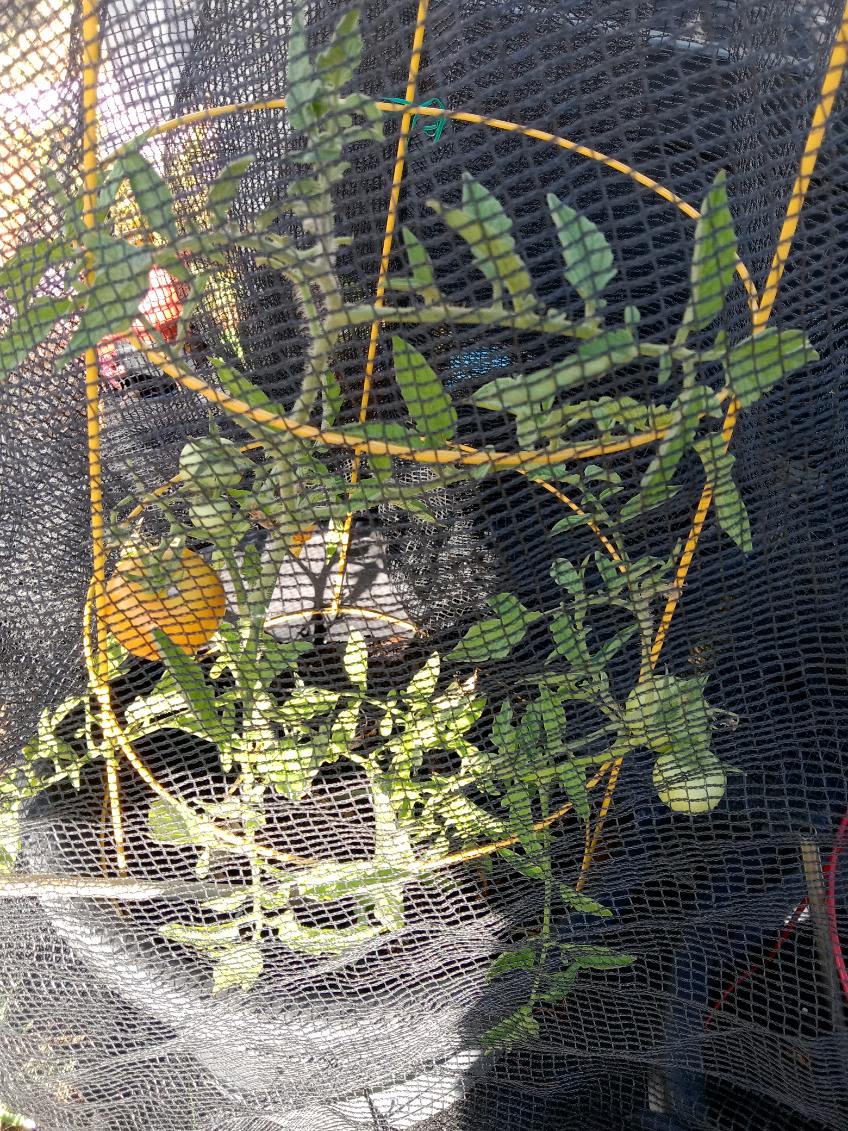 Growing tomatoes from scraps | bunch