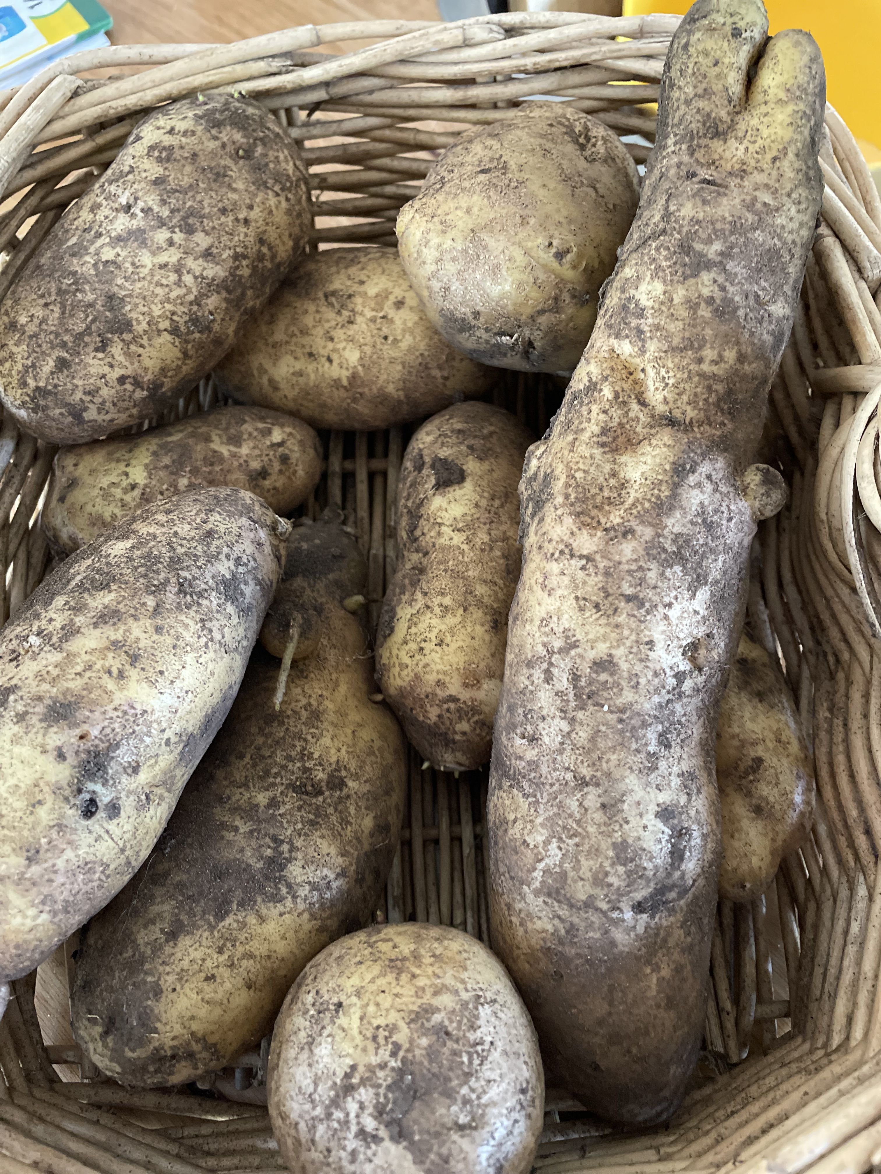 Veggie Garden Discoveries | bunch
