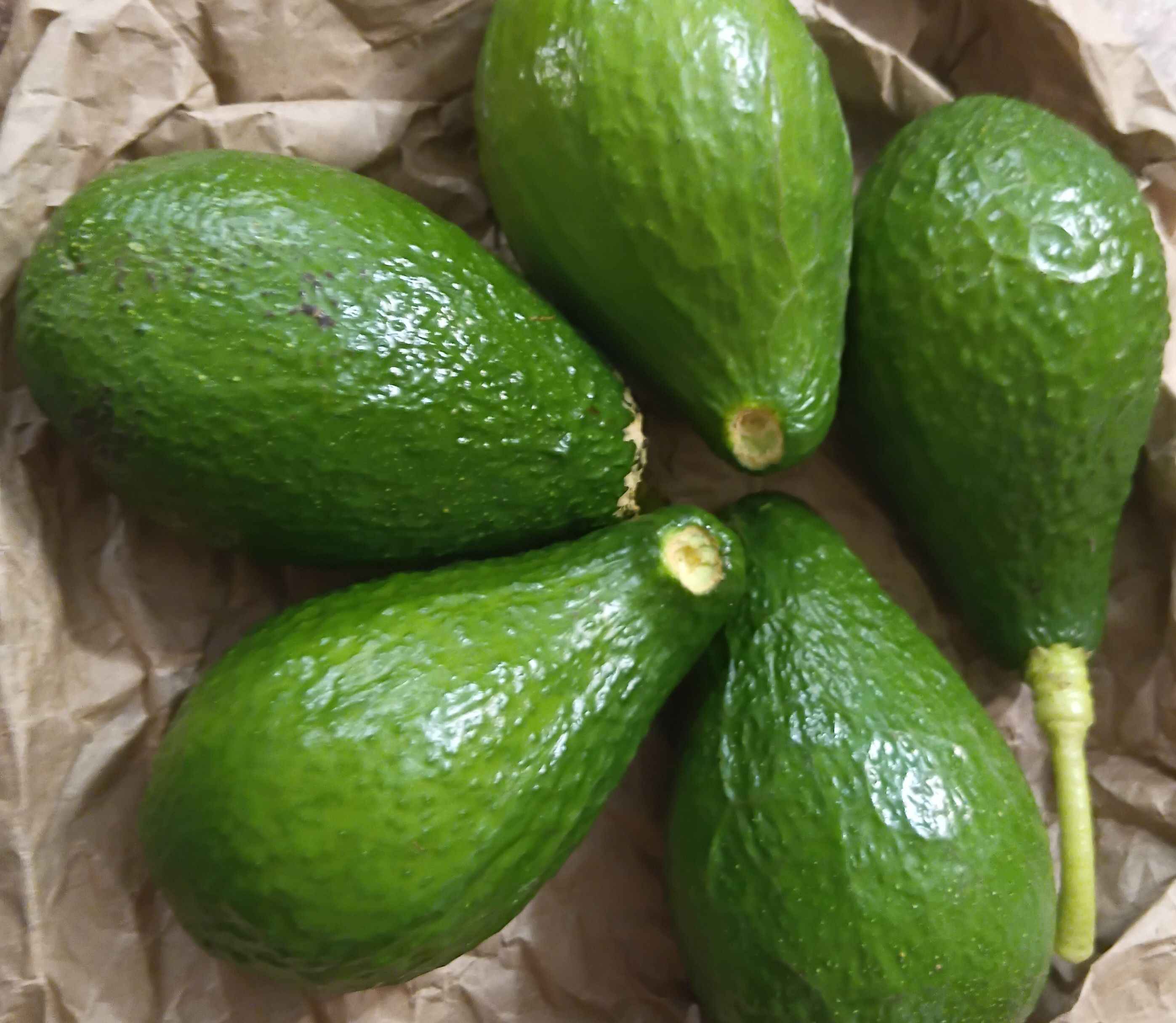 Avocados: Healthy and Tasty | bunch