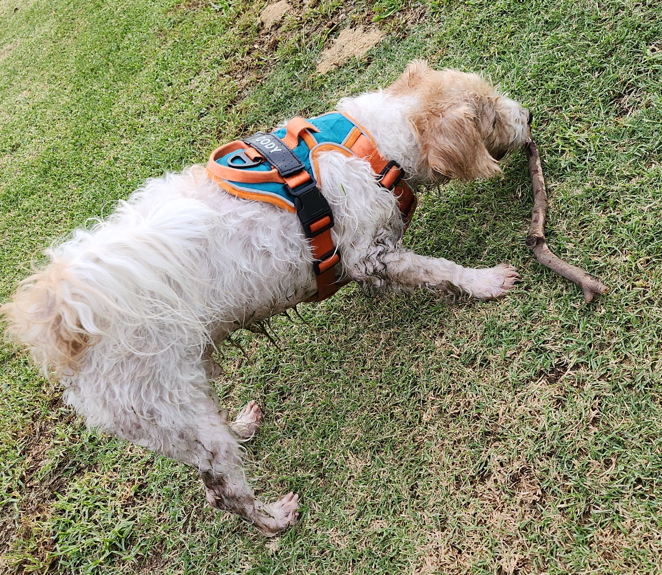 The Ultimate Guide to Making Homemade Dog Food | bunch