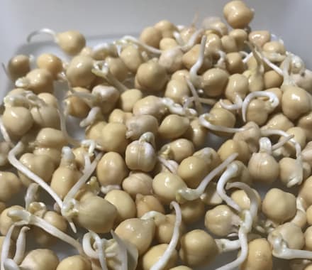 Sprouted Chickpeas | bunch