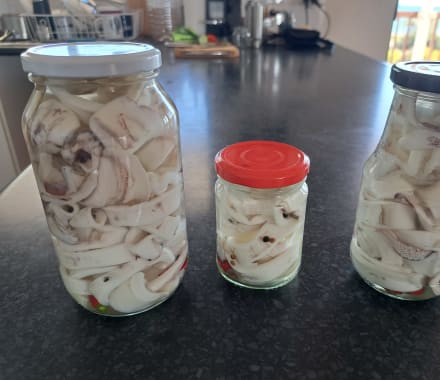 Pickled Squid | bunch