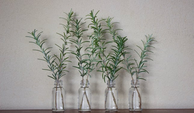 How to Propagate Rosemary | bunch