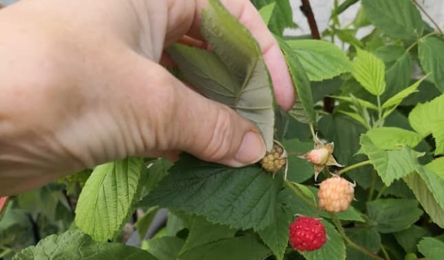 The Story of my Raspberry Bush | bunch