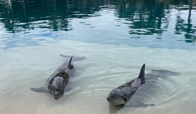 A Weekend at Seaworld Resort | bunch