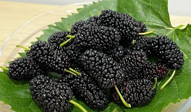 Mulberries | bunch