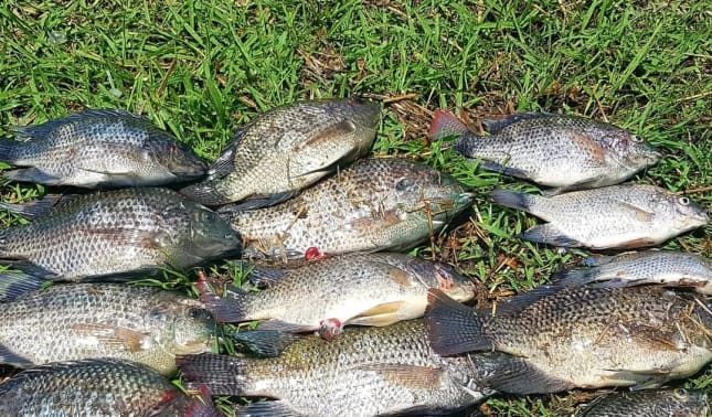 Tilapia - a pest fish | bunch