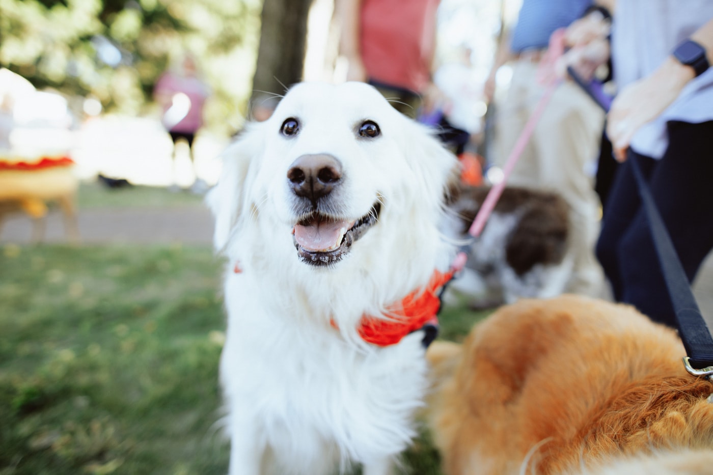 Dogtoberfest | United Way of West Alabama