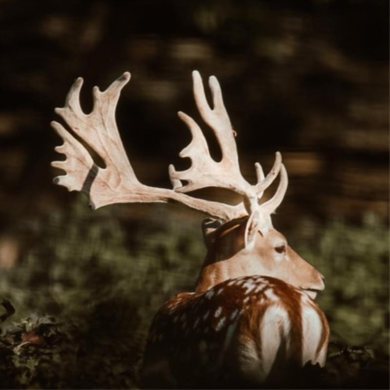 Wilderness Hunting Lodge