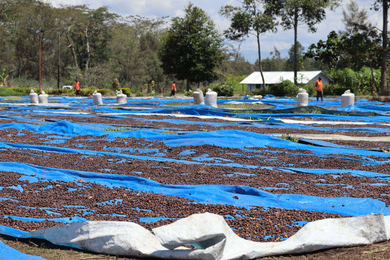 Papua New Guinea – Community Select – Kindeng Mill – Natural – La Bodega