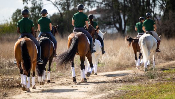 Horse Team | Invest in Purebred Lusitano Horses with Olympic Genetics