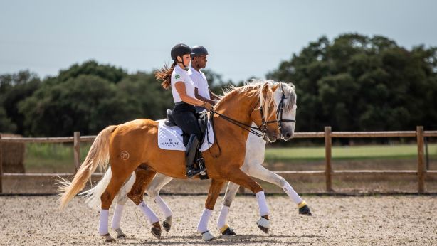 Horse Team | Invest in Purebred Lusitano Horses with Olympic Genetics
