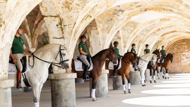 Horse Team | Invest in Purebred Lusitano Horses with Olympic Genetics