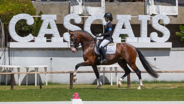 Horse Team | Invest in Purebred Lusitano Horses with Olympic Genetics