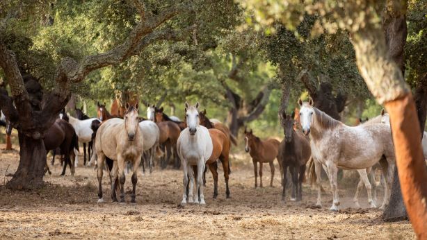 Horse Team | Invest in Purebred Lusitano Horses with Olympic Genetics