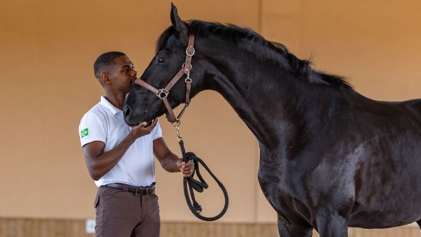 Horse Team | Invest in Purebred Lusitano Horses with Olympic Genetics