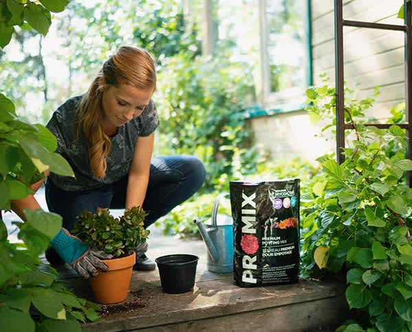 Gardening calendar: What to do in June?