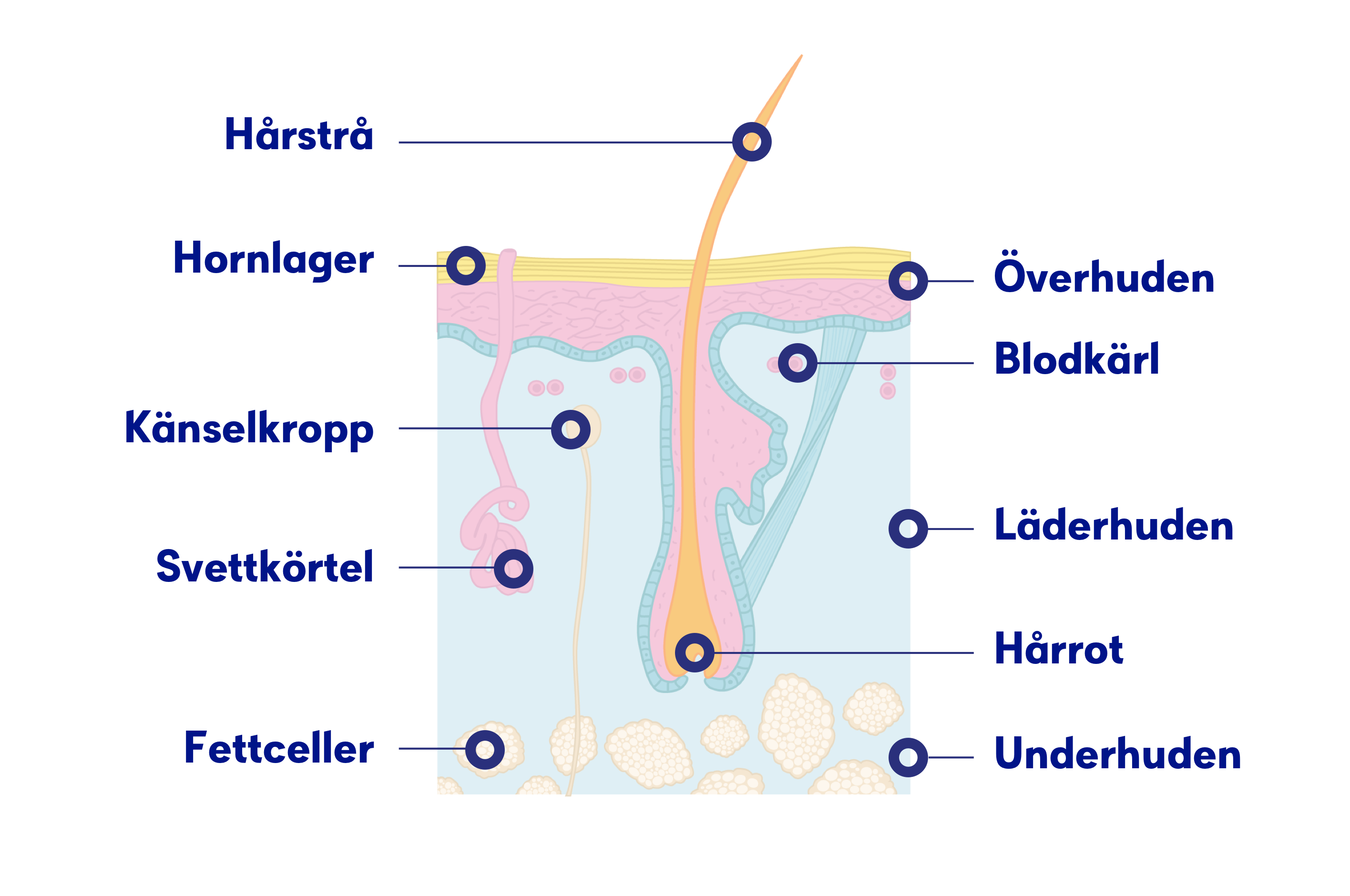 Huden | Cancerfonden
