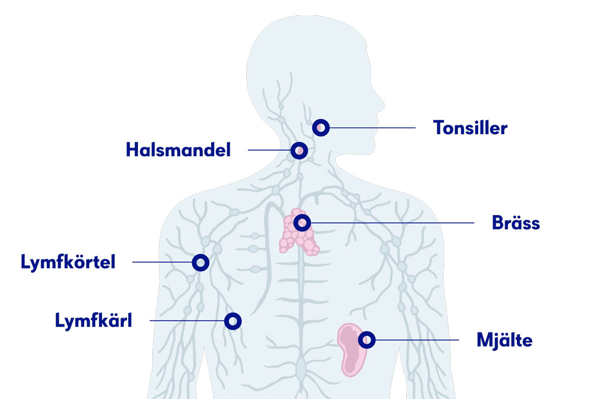 Non-Hodgkins lymfom – olika typer | Cancerfonden