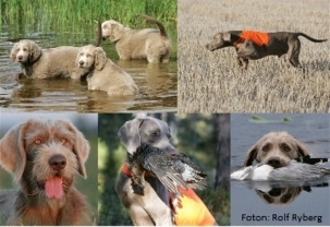 Weimaraner och SRHP vs. cancer | Cancerfonden