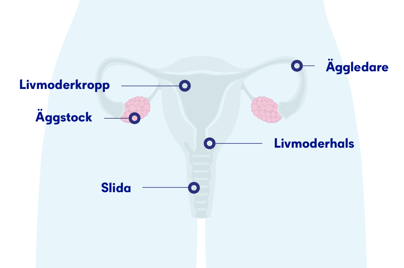 Gynekologisk cancer – olika former | Cancerfonden
