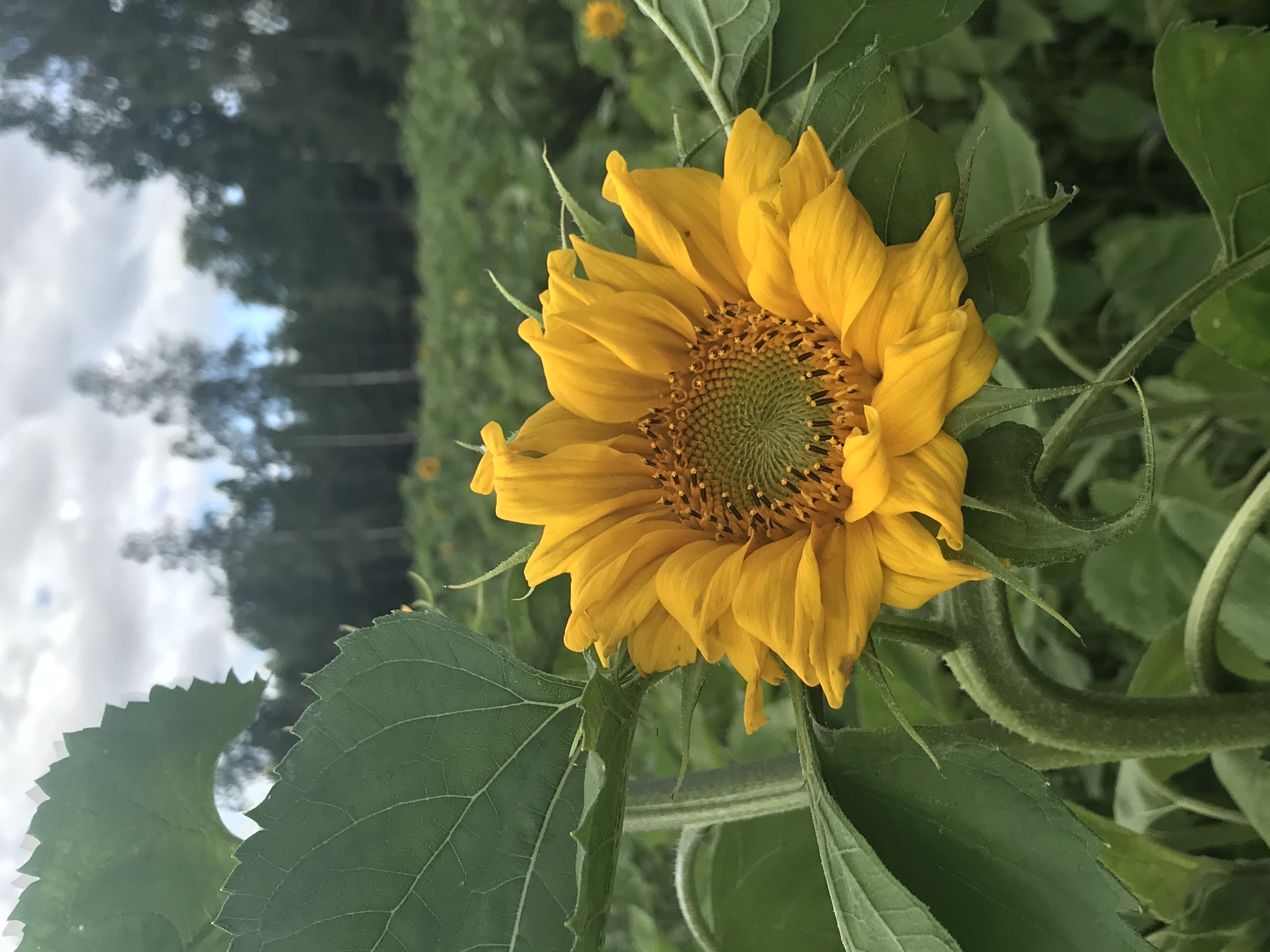 Solrosor vid vägkanten | Cancerfonden
