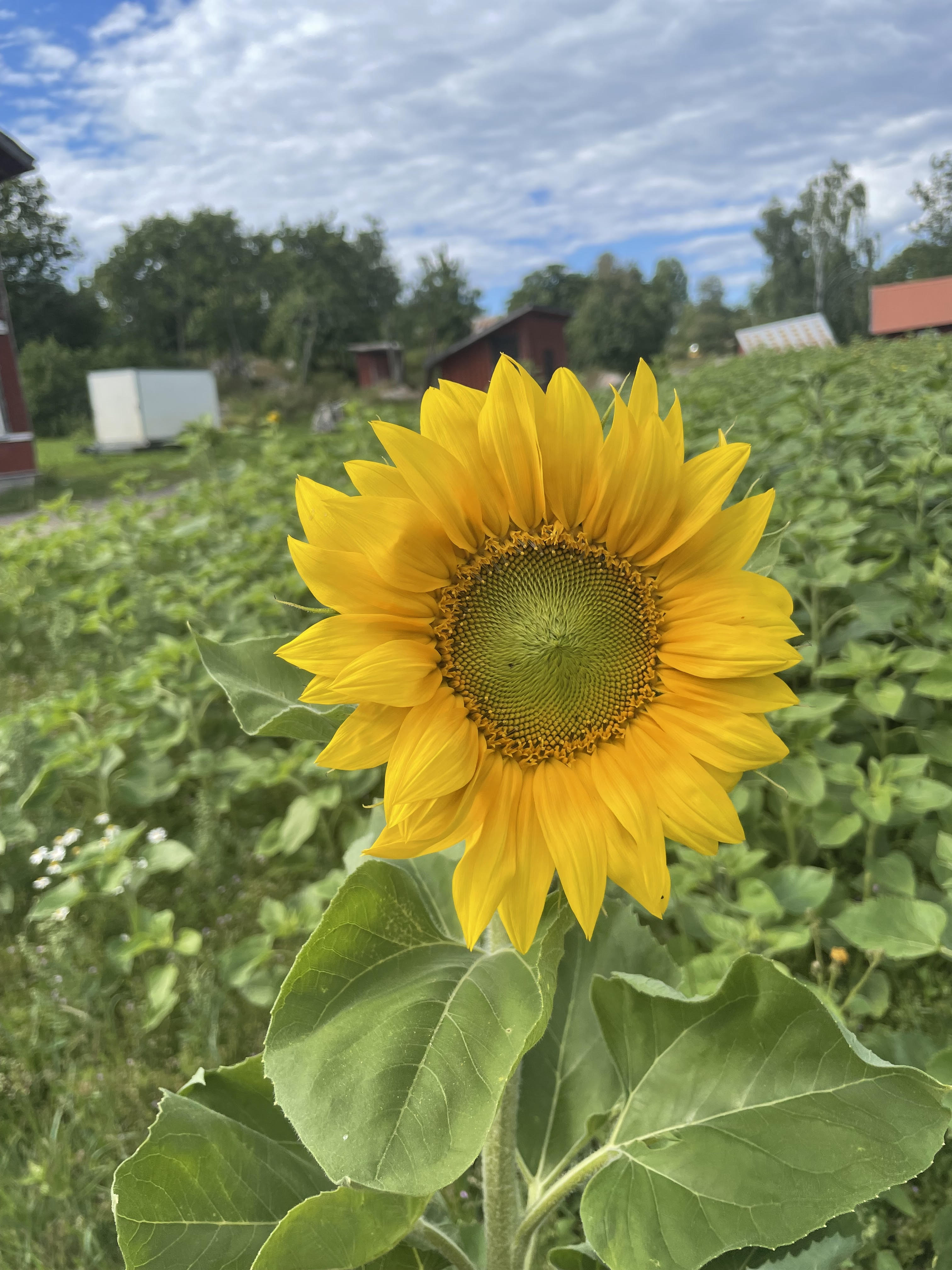 Solrosor i Bjäsäter 2023 | Cancerfonden