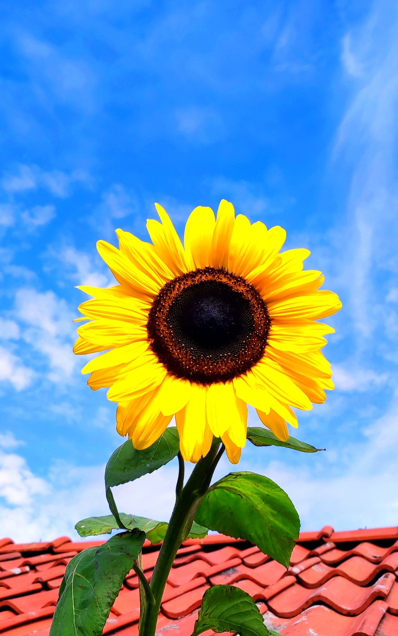 En Solros mot cancer! | Cancerfonden