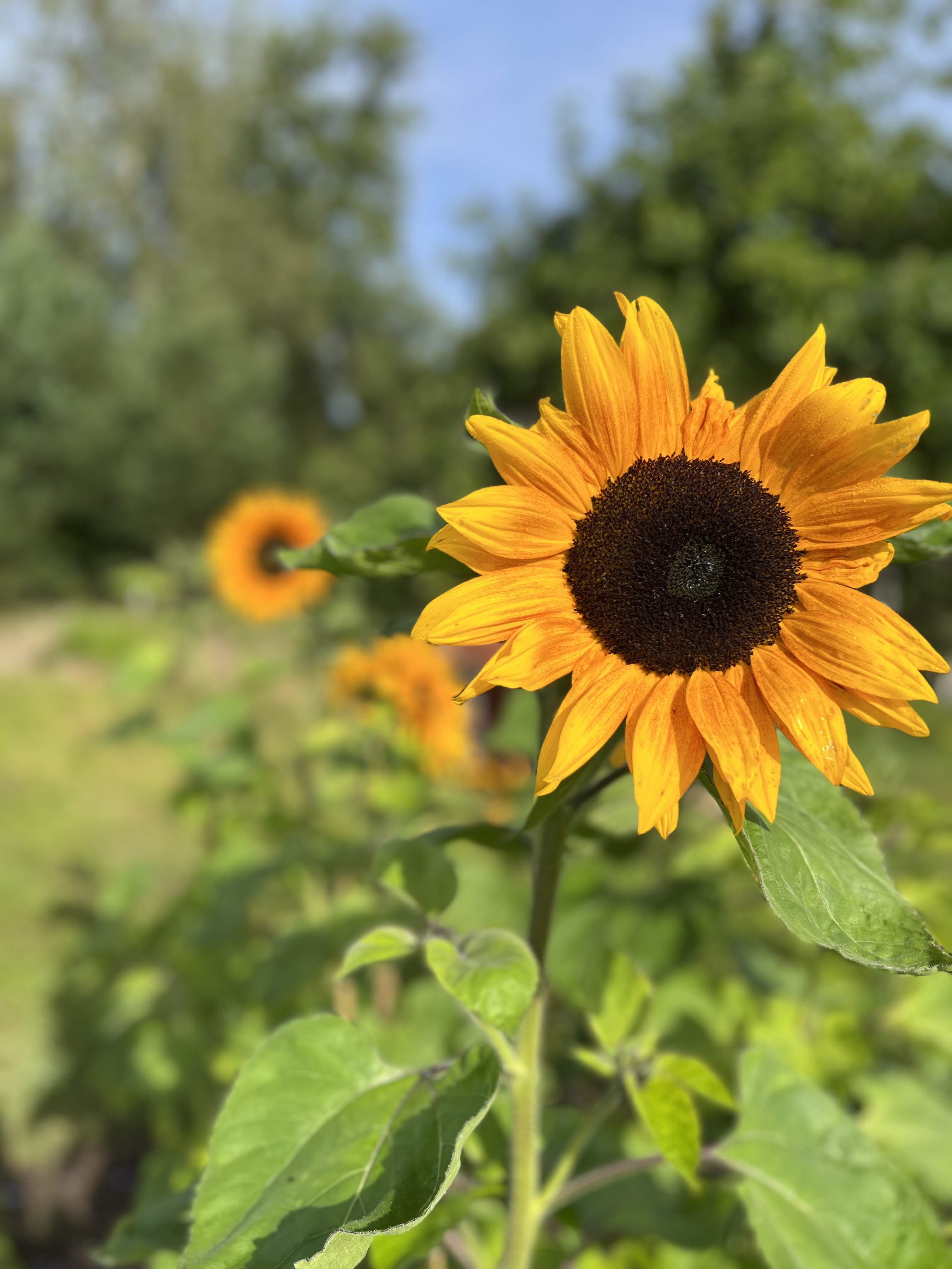 Solrosor mot cancer | Cancerfonden