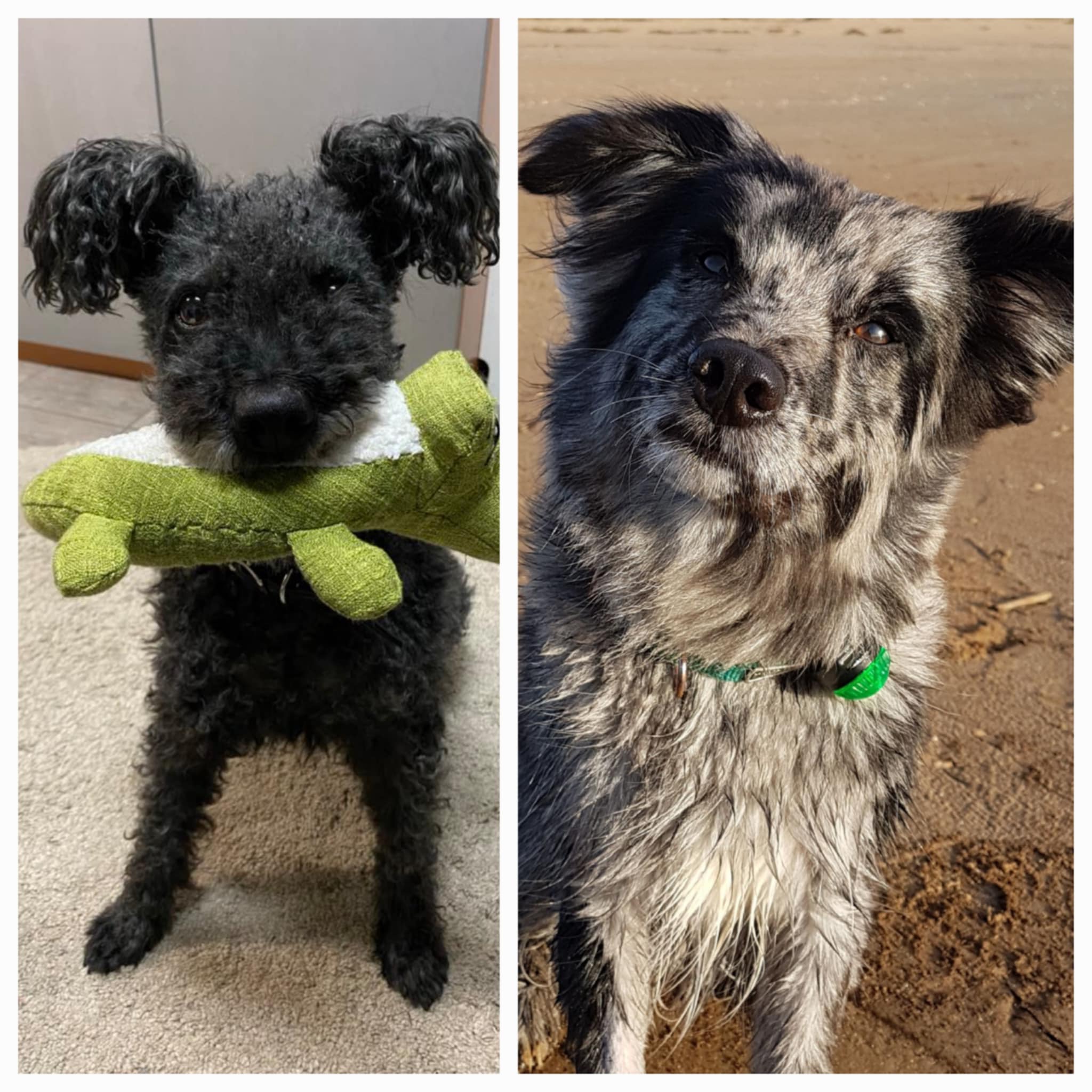 Nose Work mot Cancer | Cancerfonden