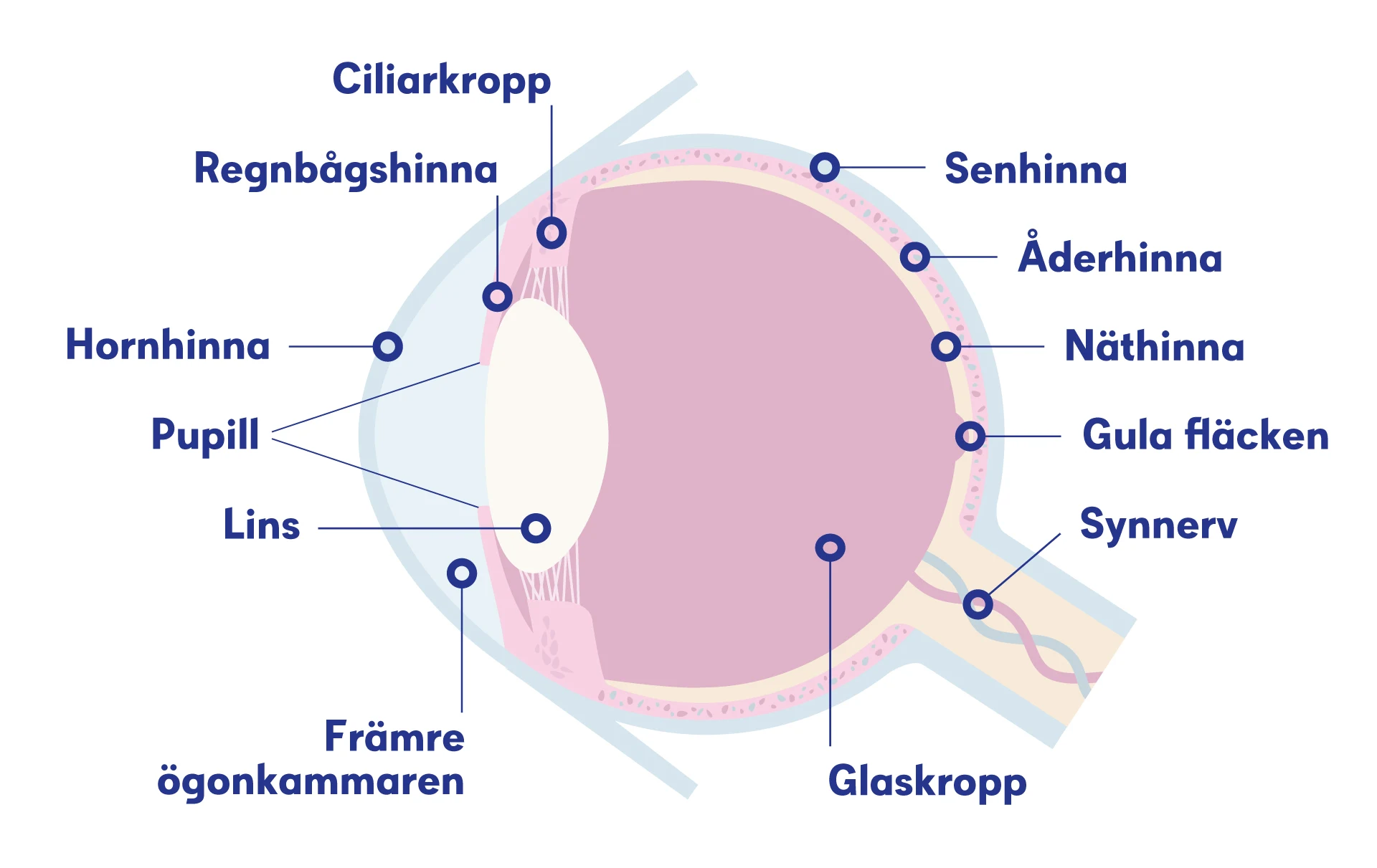 Ögoncancer - Ögonmelanom – Symtom, orsaker och behandling | Cancerfonden