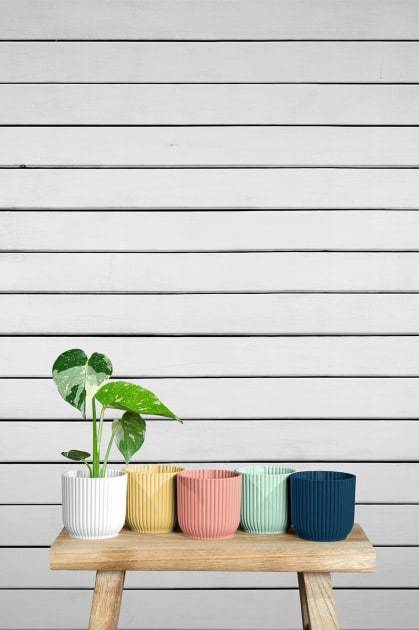 Plant and colorful pots mockup