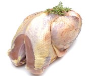 UwPoelier.nl | Het Scharrelhofke Delfzijl | Online gevogelte en wild ...
