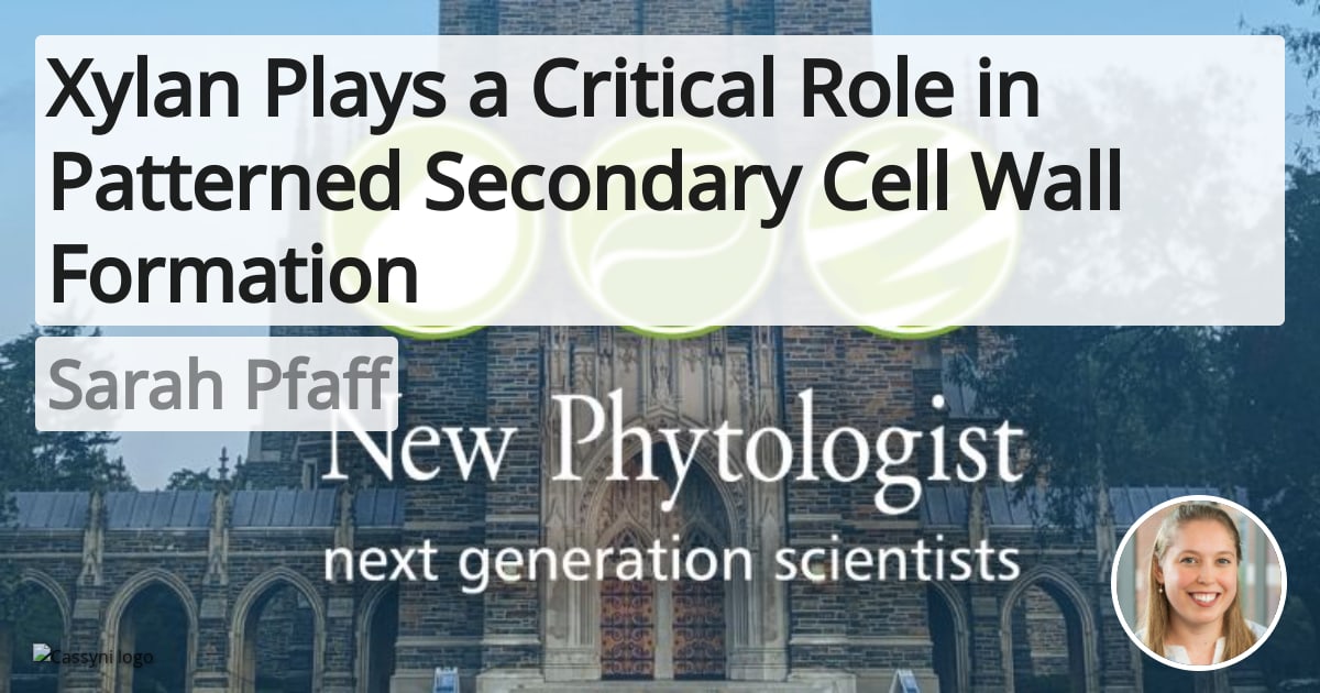 Xylan Plays a Critical Role in Patterned Secondary Cell Wall Formation ...